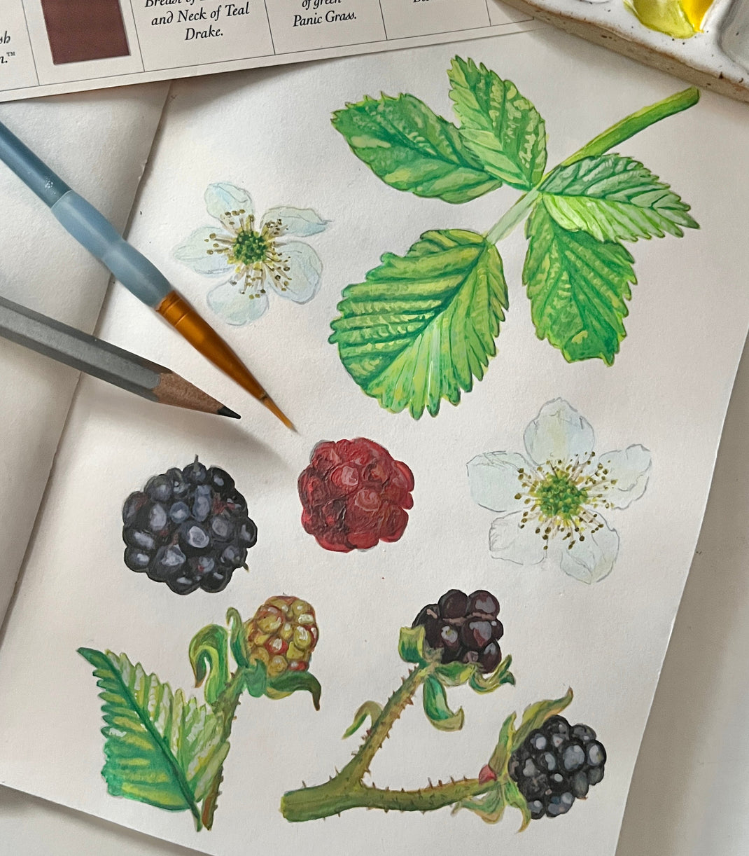 Emily Hacker Luxury Illustrated Paperware, Homeware and Gifts